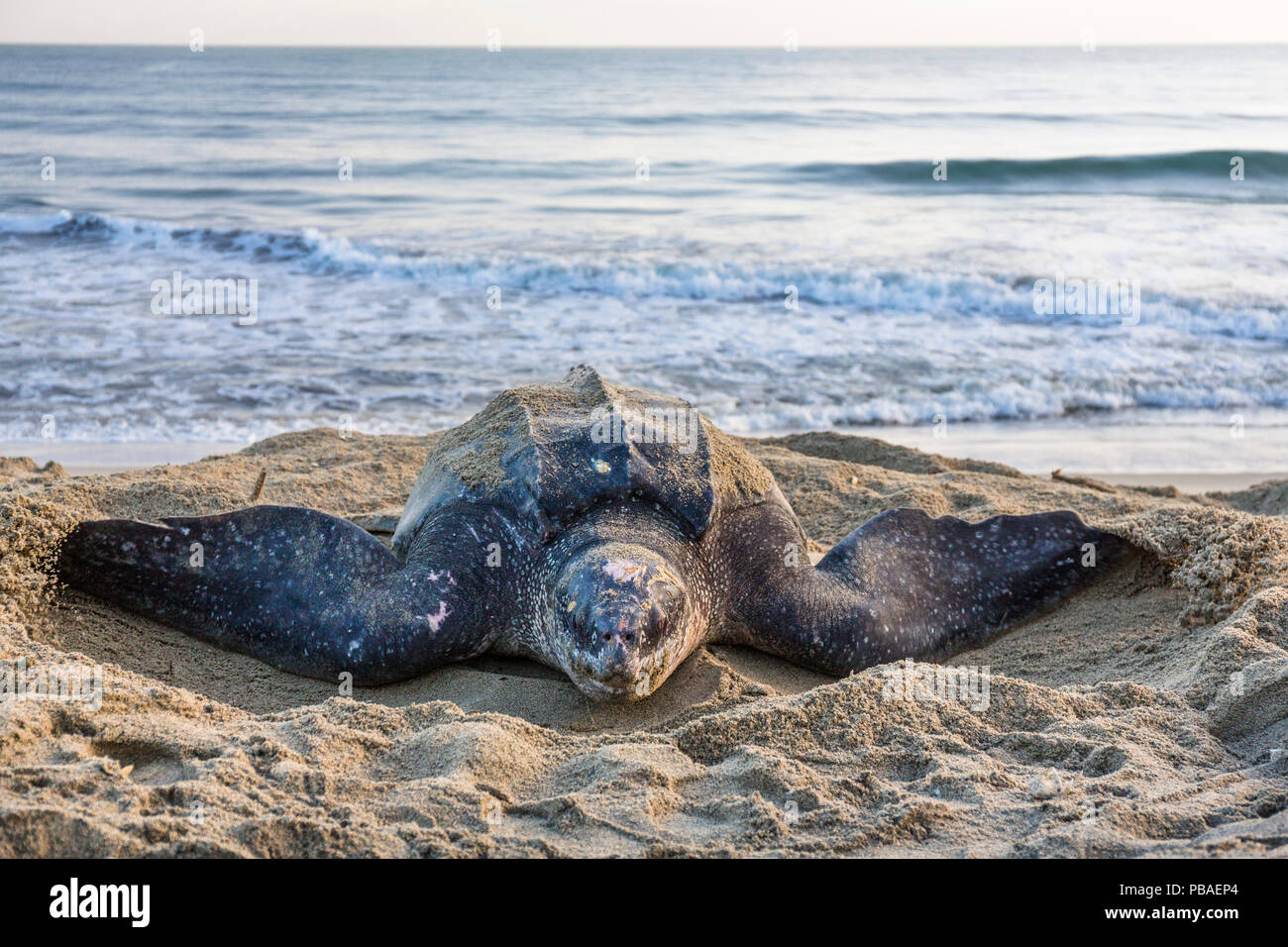 Leatherback turtle (Dermochelys coriacea) digging nest, Trinidad, West ...