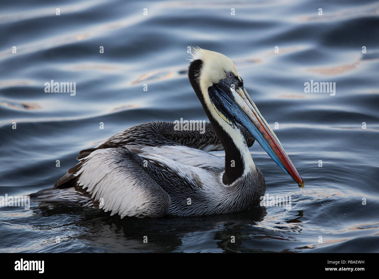 Peruvian pelican (Pelecanus thagus) profile portrait on water, Peru ...