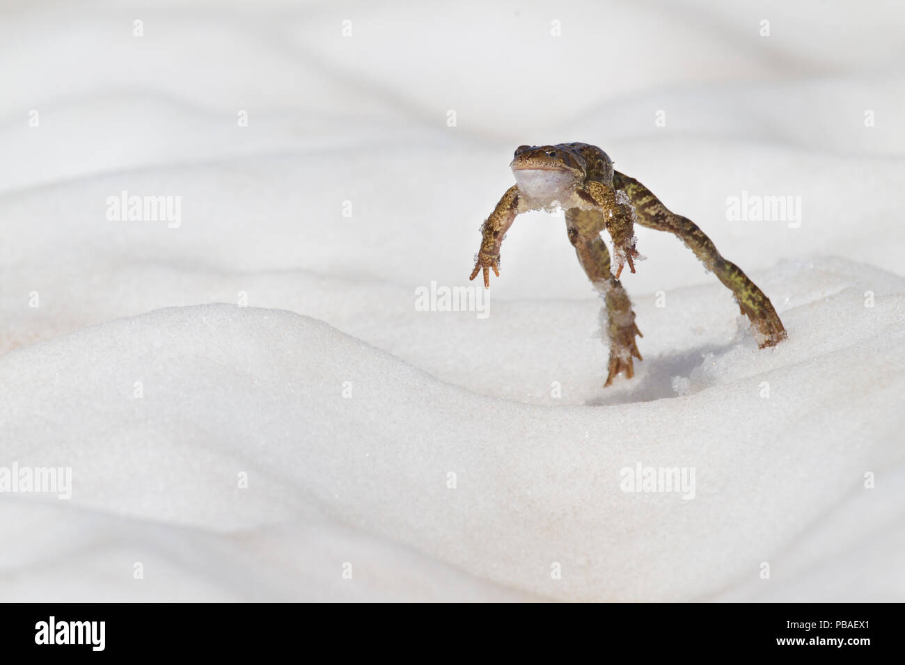 Common frog (Rana temporaria) jumping towards pond in breeding season ...