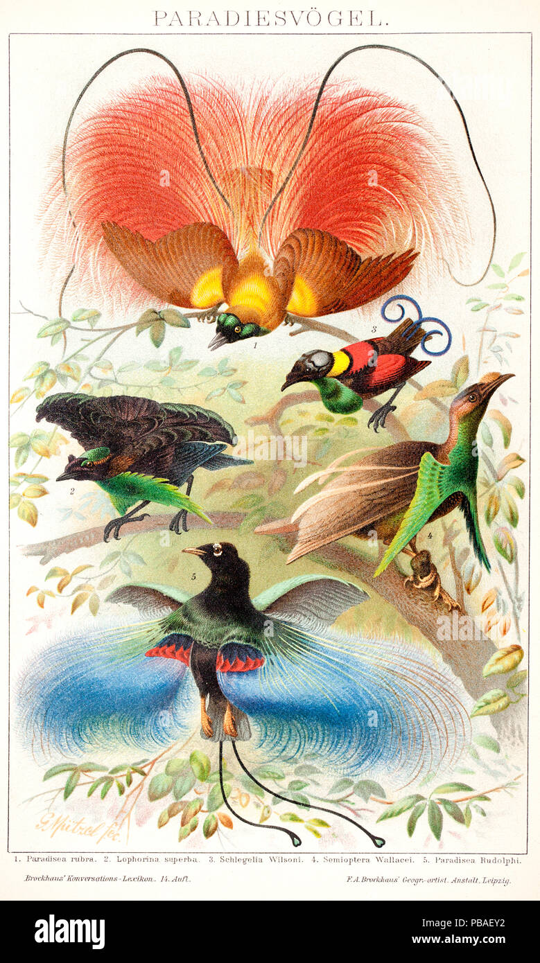 Historical illustration showing the displays of various birds of ...