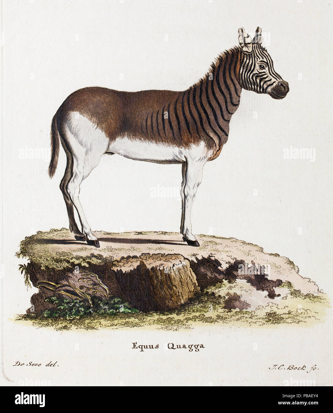 Illustration of extinct Quagga (Equus quagga quagga) by Christian von ...