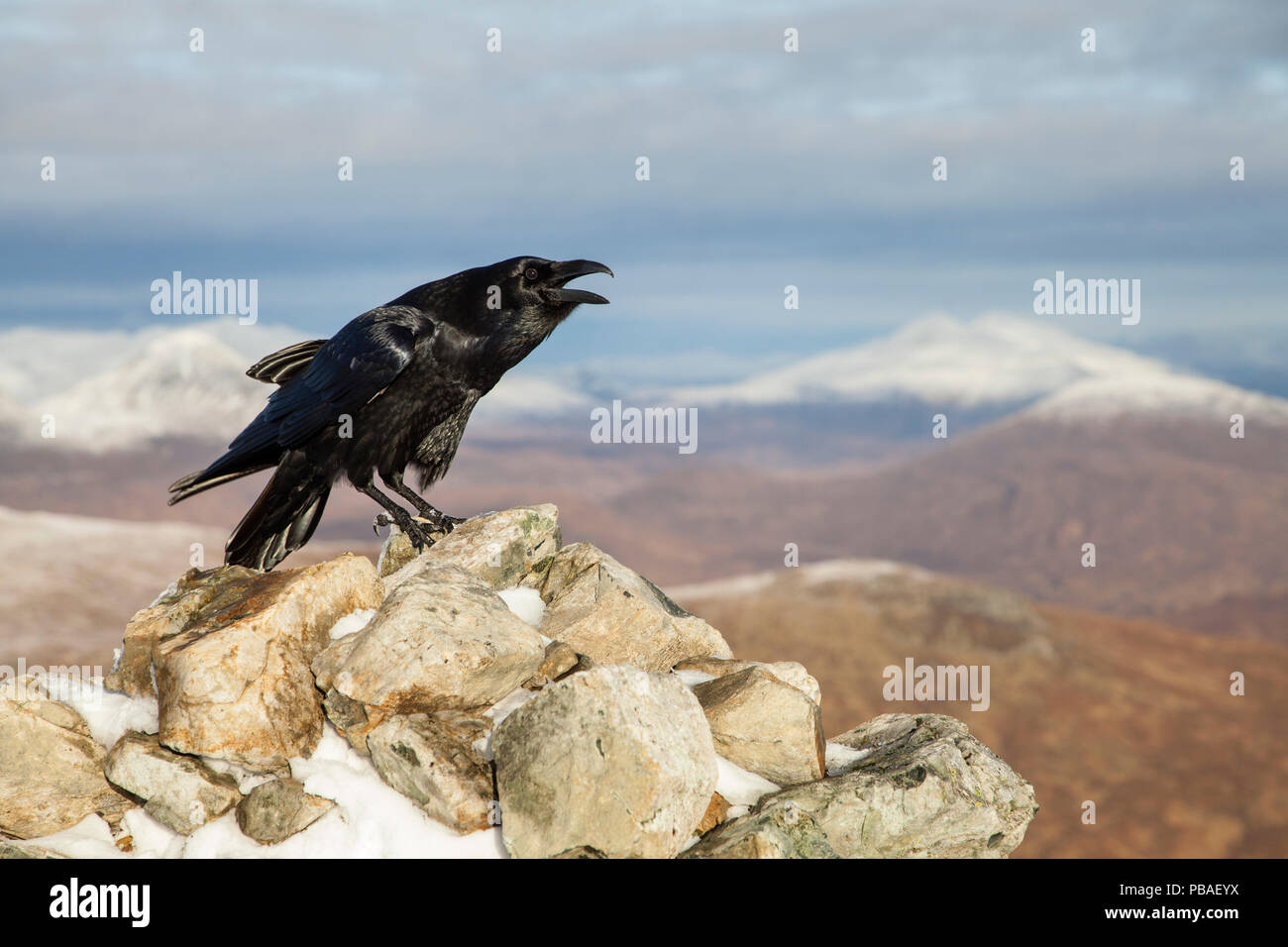 Common mountain bird in scotland hi-res stock photography and images ...