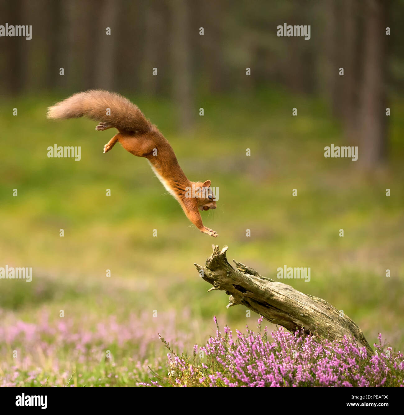 Red Squirrel (Sciurus vulgaris) leaping onto log, Scotland, UK ...