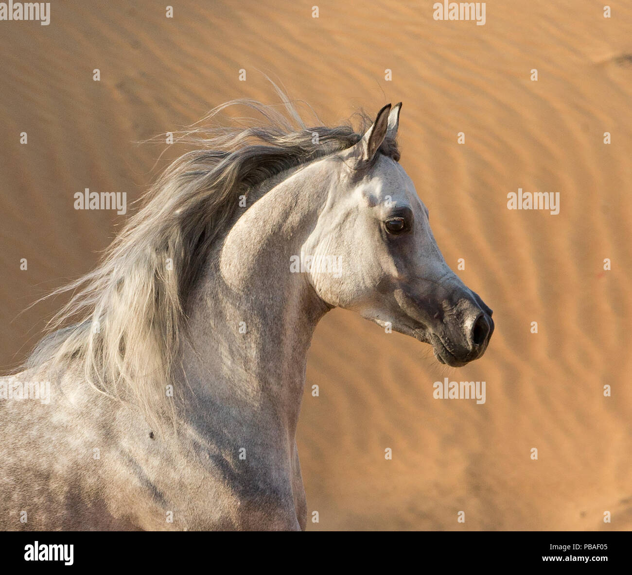 Head portrait of grey Arabian stallion running in desert dunes near ...