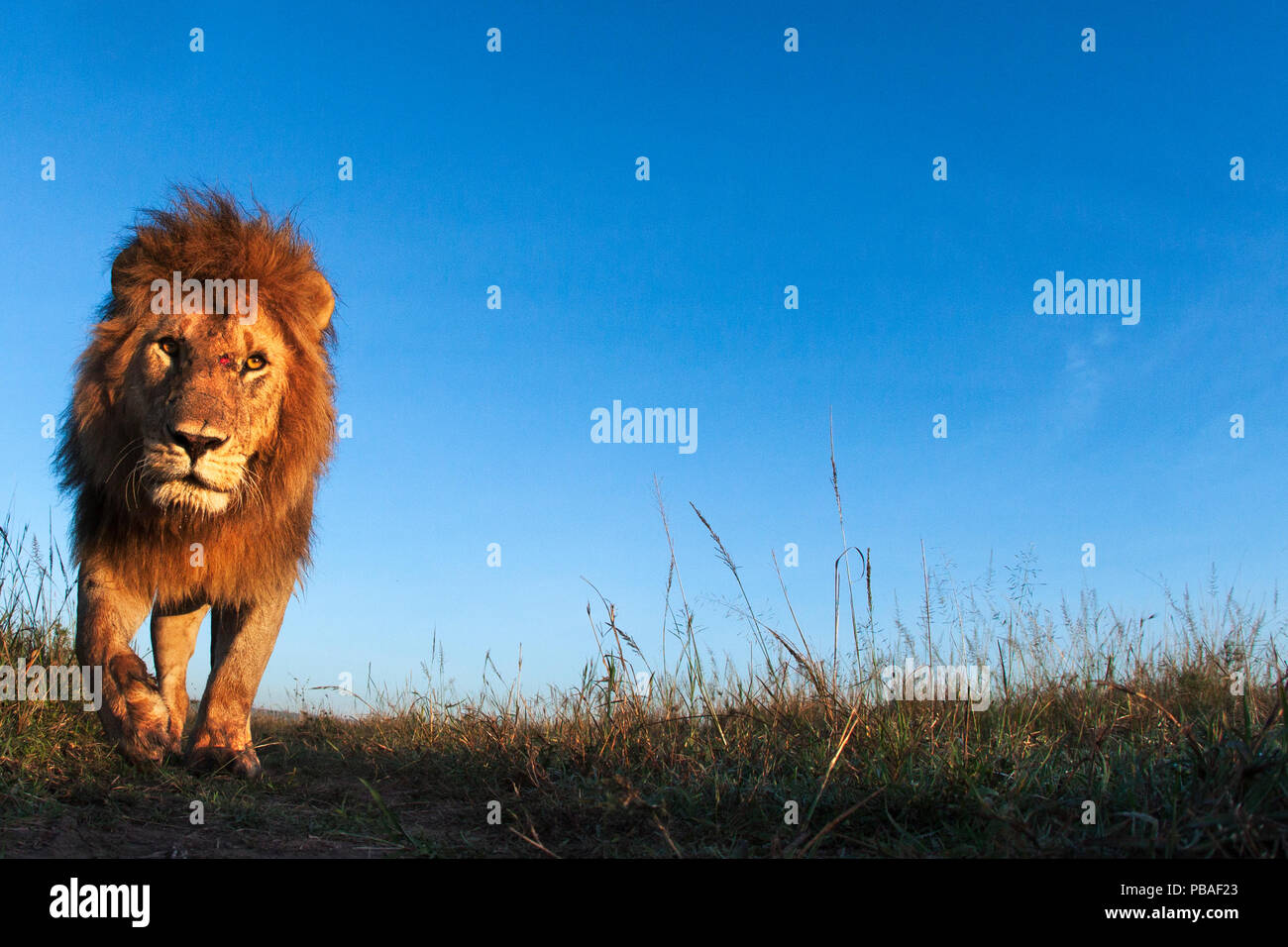 Lion remote camera hi-res stock photography and images - Alamy