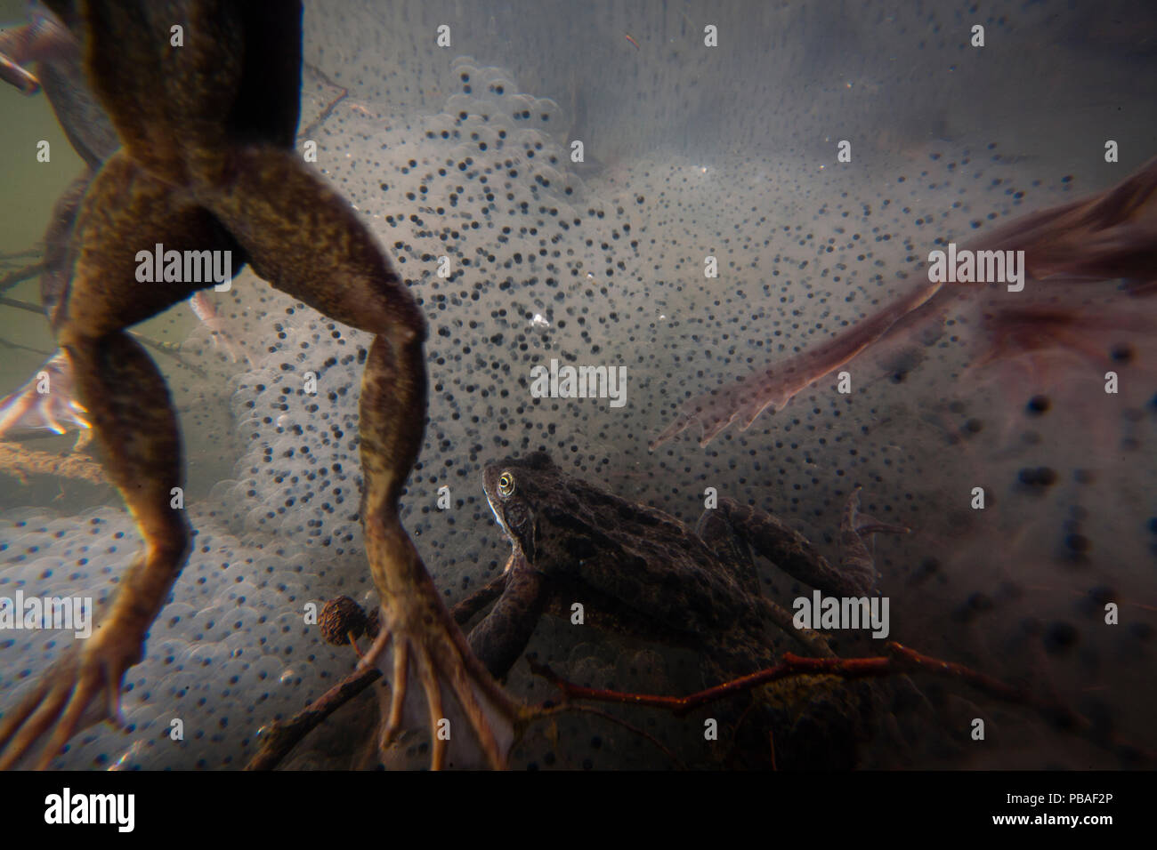 Common frog ( Rana temporaria) amongst frogspawn in breeding pond ...