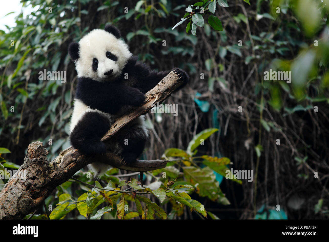 Giant panda (Ailuropoda melanoleuca) age 6 months in tree, Chengdu ...