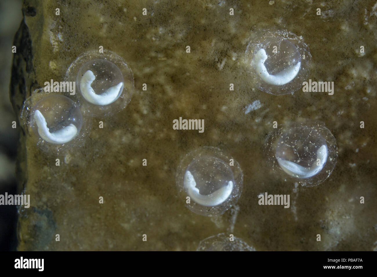 Salamanders postojna hi-res stock photography and images - Alamy