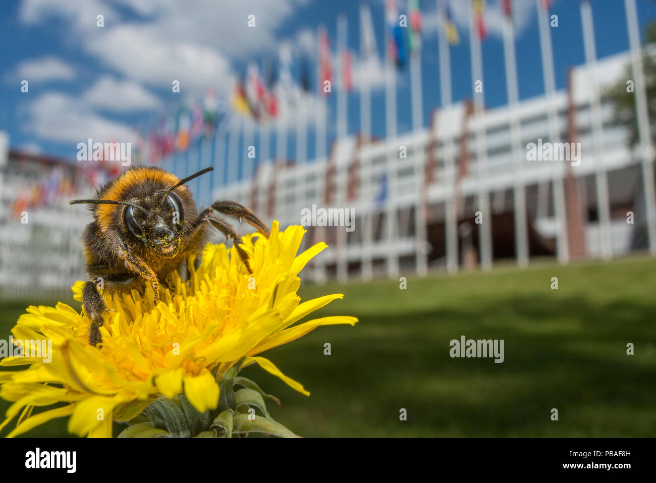 Bombus terrestris canariensis hi-res stock photography and images - Alamy