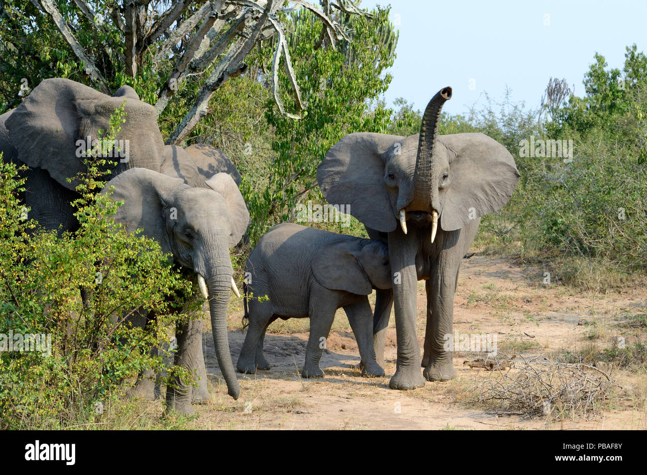 African elephants in uganda hi-res stock photography and images - Alamy