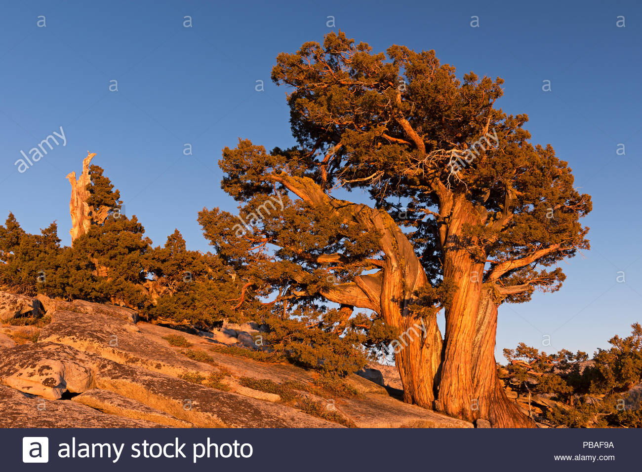 Western Bristlecone Pine High Resolution Stock Photography and Images ...