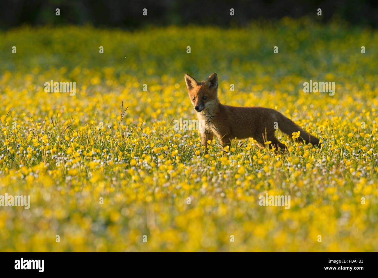 Red fox (Vulpes vulpes) 8 week old cub in flower meadow, Kent, UK May ...