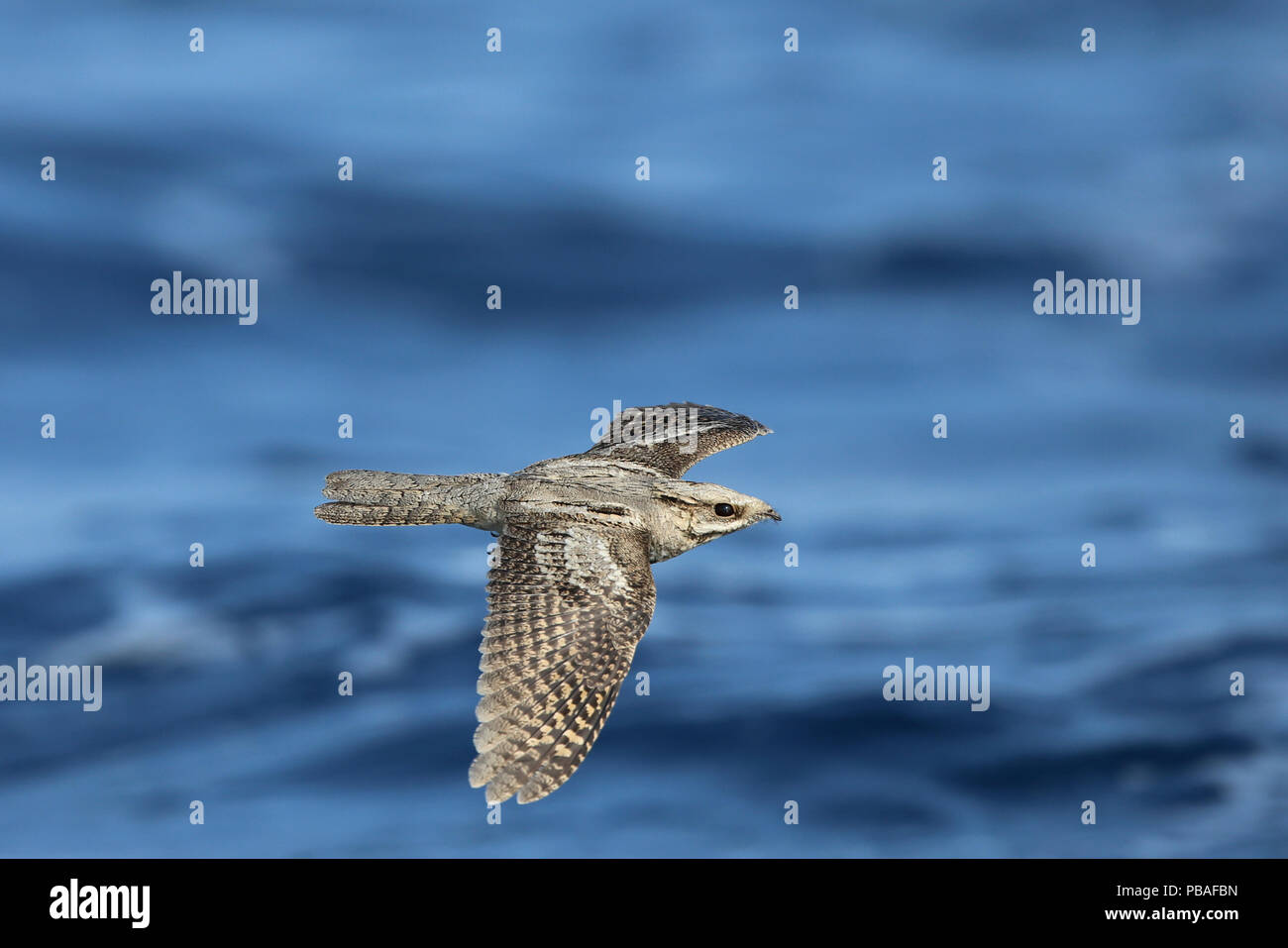 European nightjar (Caprimulgus europaeus) in flight over the sea, Oman ...