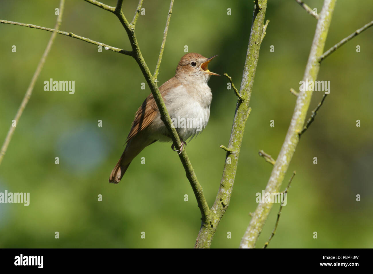 Thrush nightingale hi-res stock photography and images - Alamy