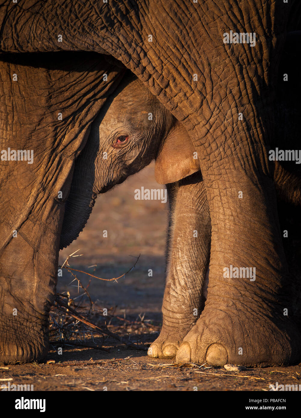 Baby elephant mother legs hi-res stock photography and images - Alamy