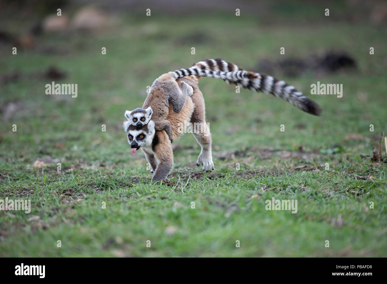 Ring-tailed Lemur (Lemur catta) mother with infant running, Anjaha ...