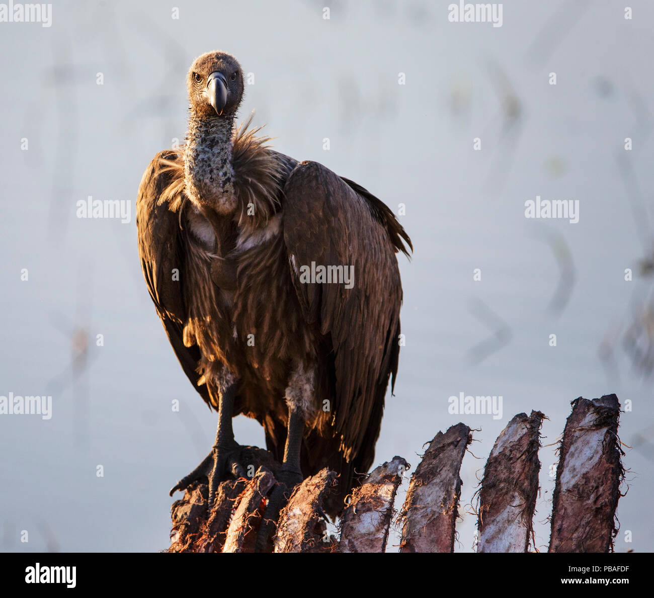 White backed vulture hi-res stock photography and images - Alamy