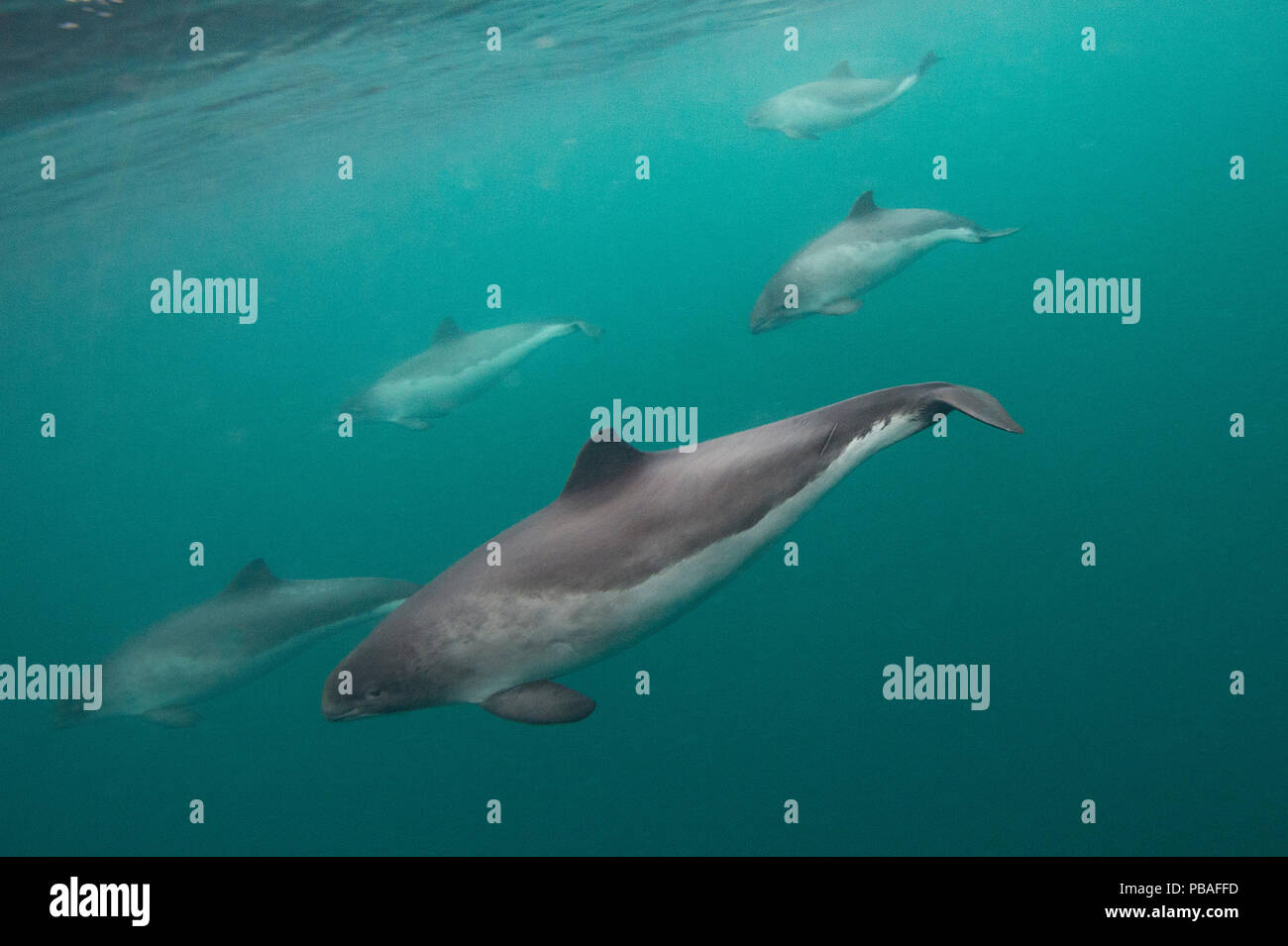 Harbour porpoise hi-res stock photography and images - Alamy