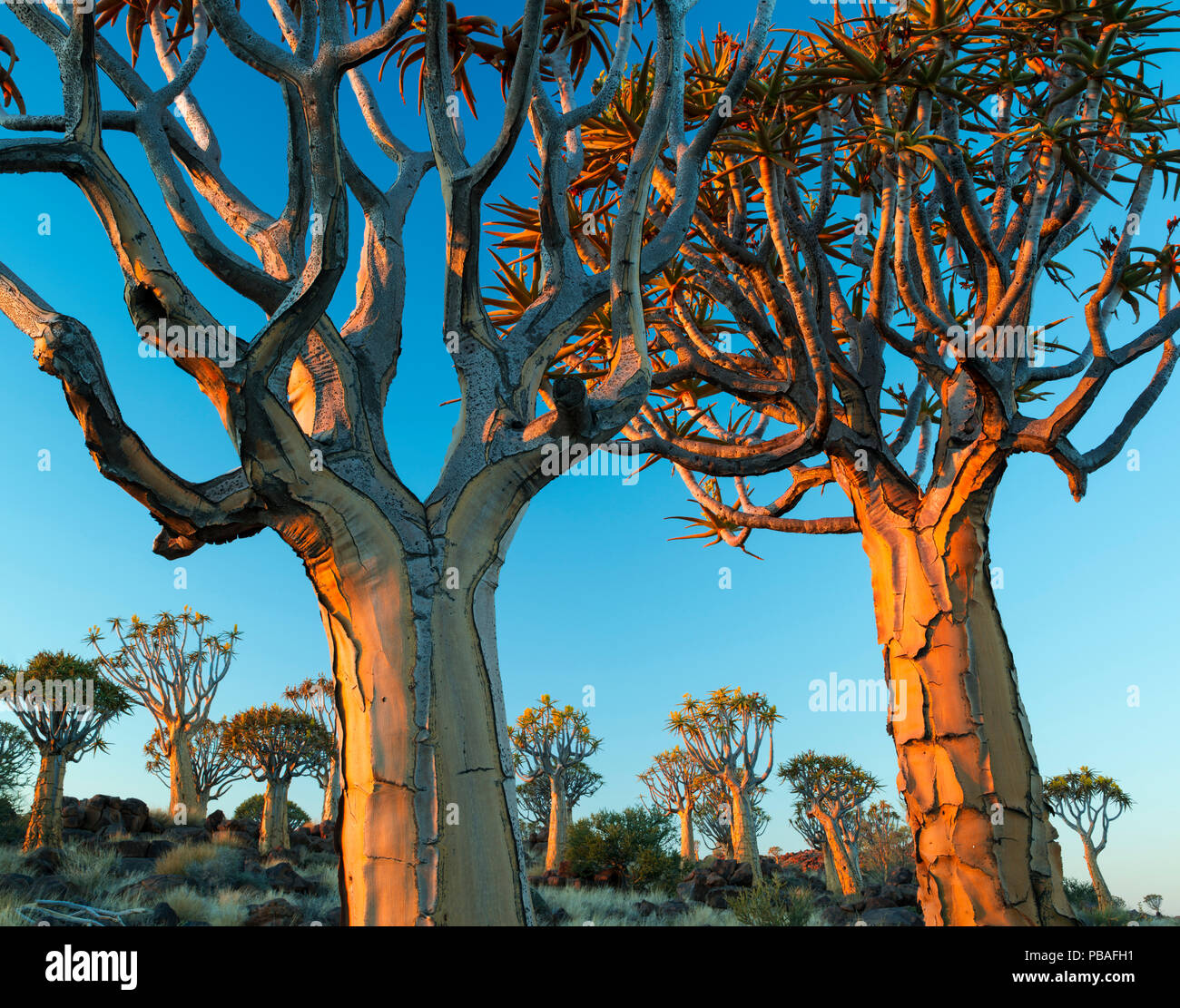 Quiver trees (Aloe dichotoma) at sunset, Namib Desert, Namibia Stock ...