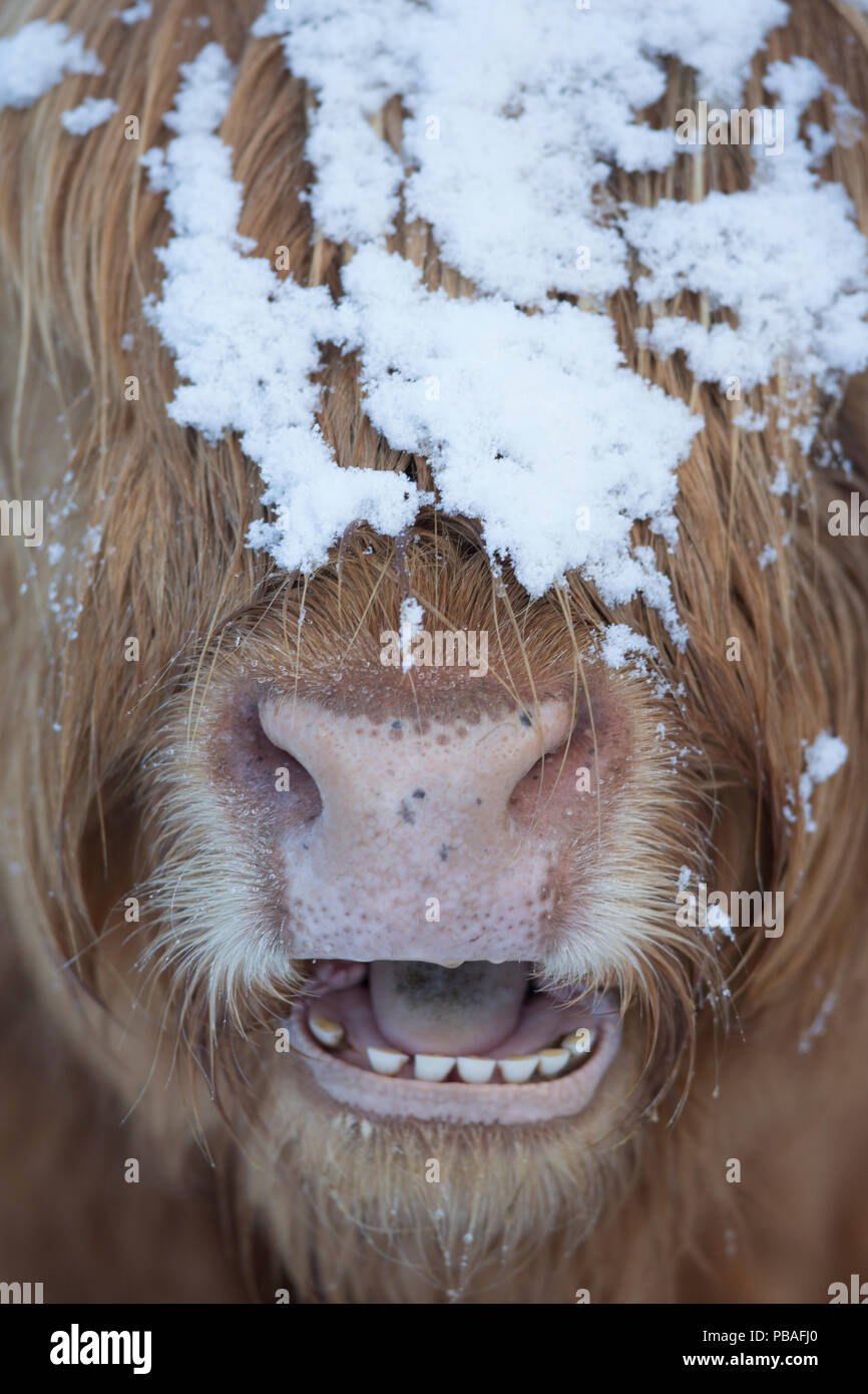 Highland cow close up with mouth open, Glenfeshie, Cairngorms National ...