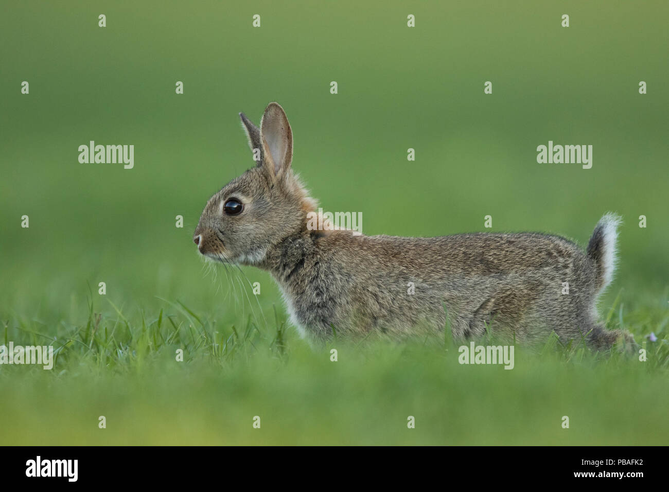 Rabbit with negative space hi-res stock photography and images - Alamy