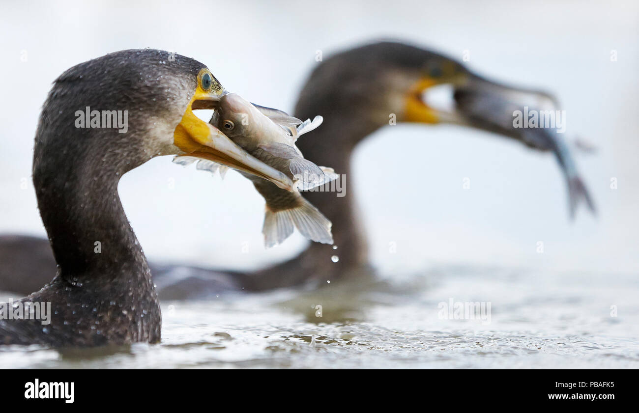 Fish in beaks hi-res stock photography and images - Alamy