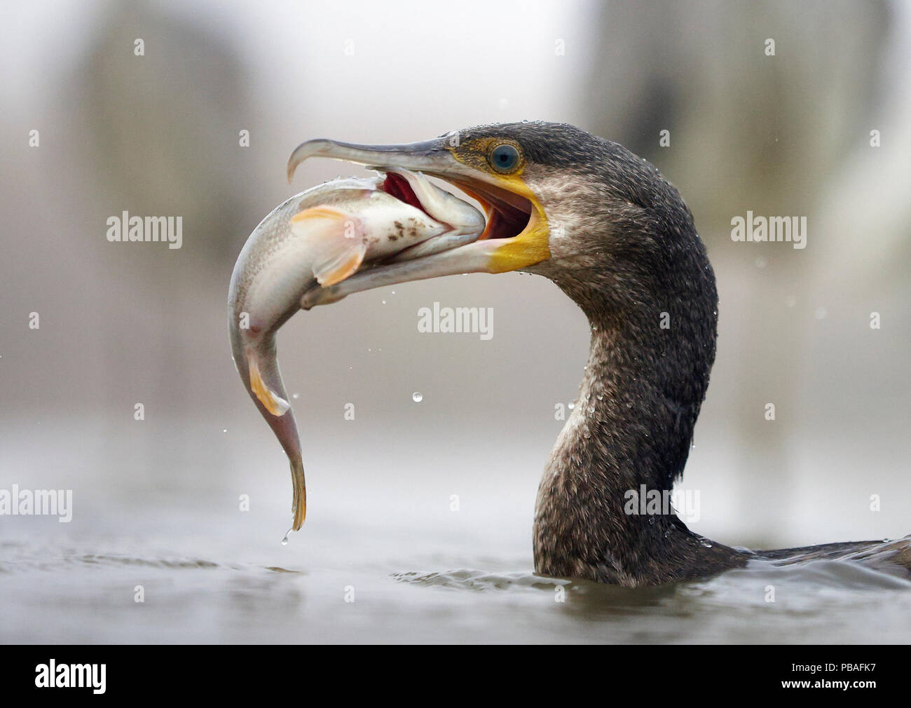 Cormorant hunting fish hi-res stock photography and images - Alamy