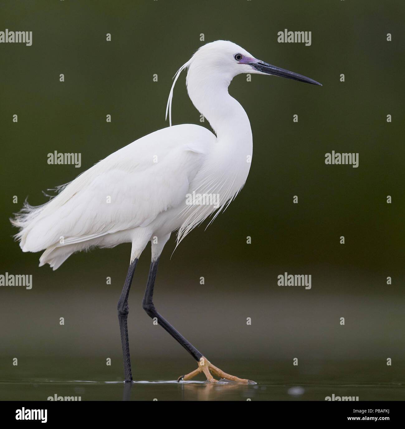 True egrets hi-res stock photography and images - Alamy