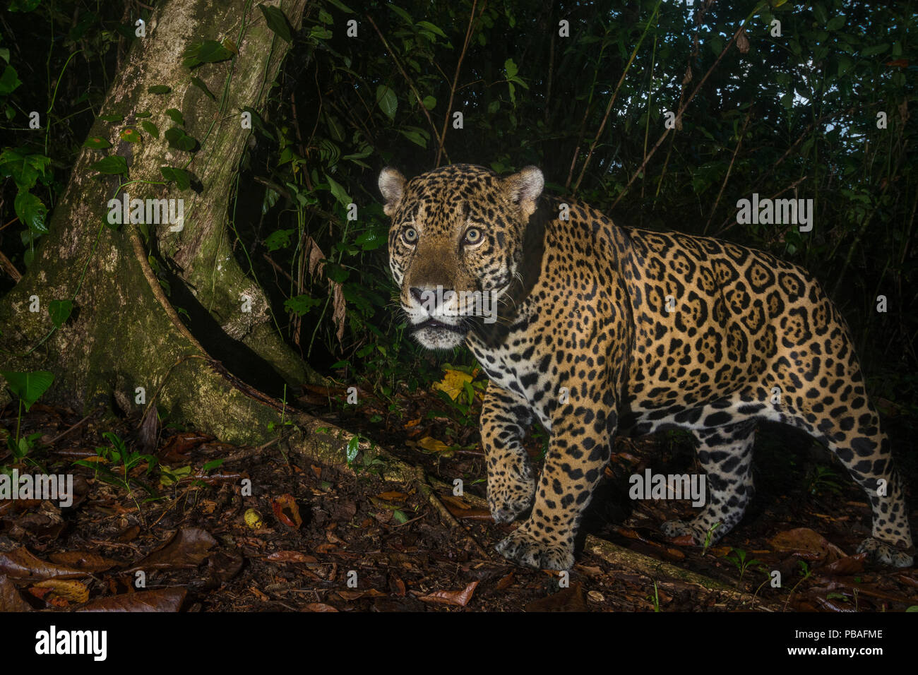 Jaguar (Panthera onca) camera trap image, Tortuguero National Park ...