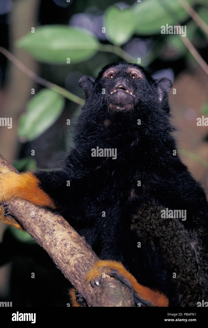 NOT 1140153 RED FOOTED TAMARIN Tamarin midas Red-handed Tamarin Golden ...