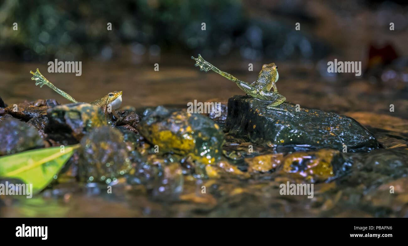 Kottigehara dancing frog (Micrixalus kottigeharensis ), 'dancing frog ...