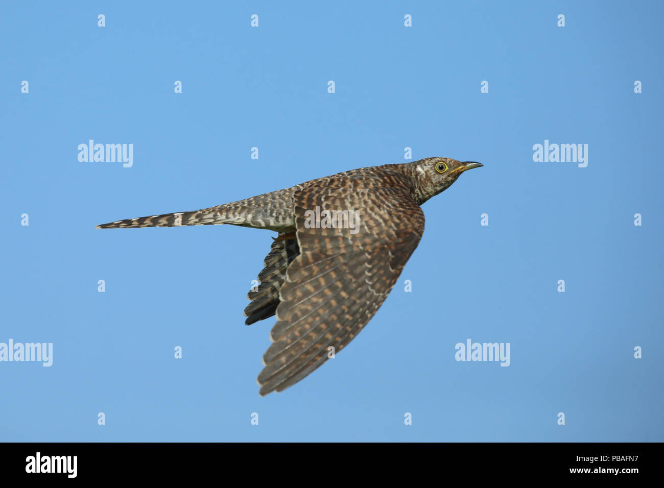 Cuckoo sky hi-res stock photography and images - Alamy