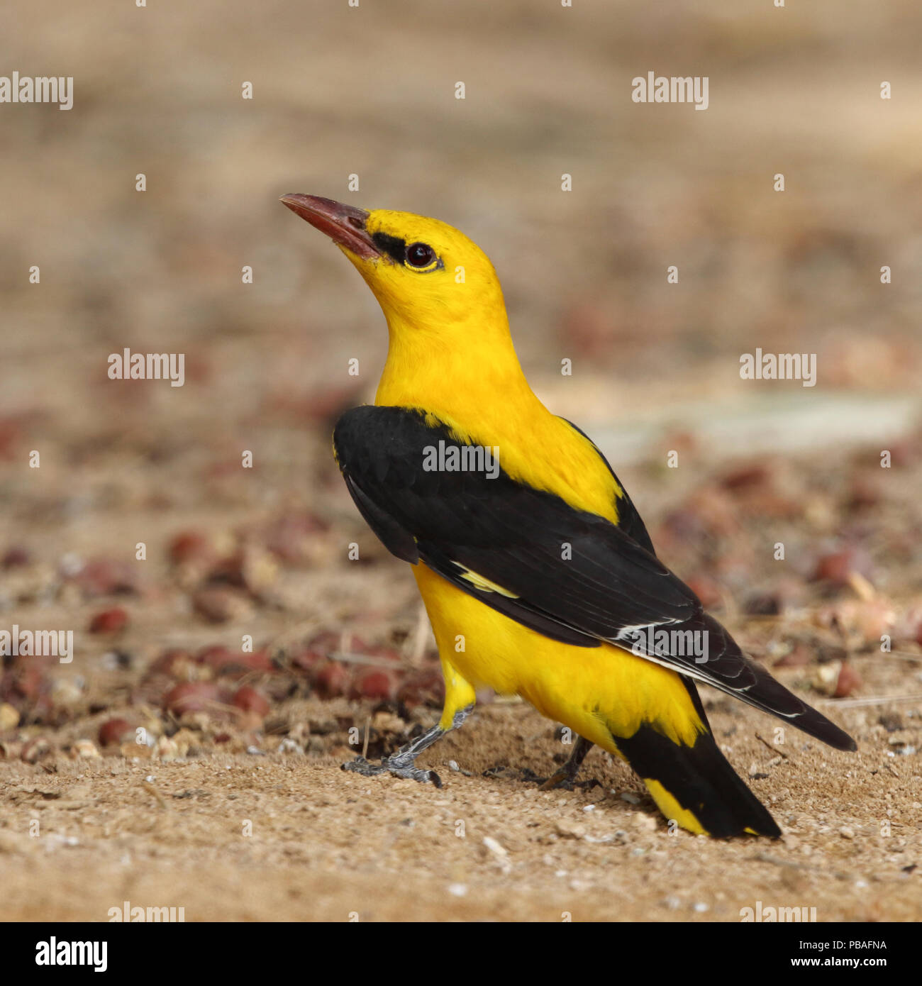 Golden oriole hi-res stock photography and images - Alamy