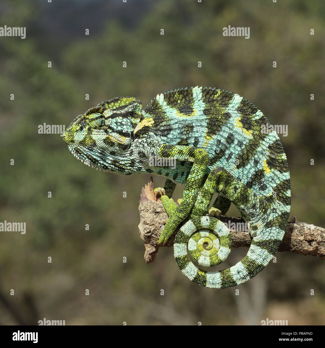 Arabian chameleon hi-res stock photography and images - Alamy
