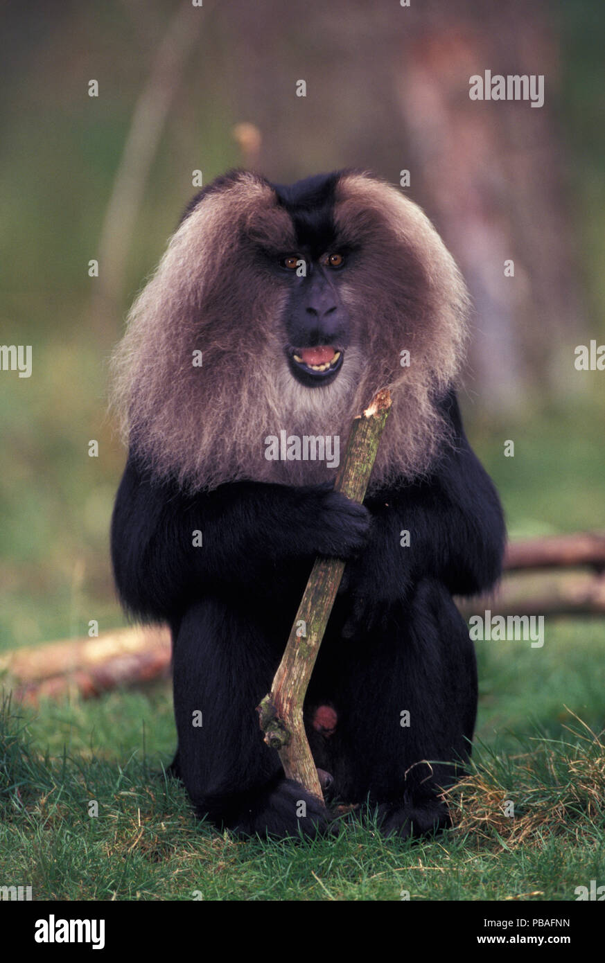 NOT 1248873 Lion-tailed Macaque Monkey Macaca silenus an Old World ...