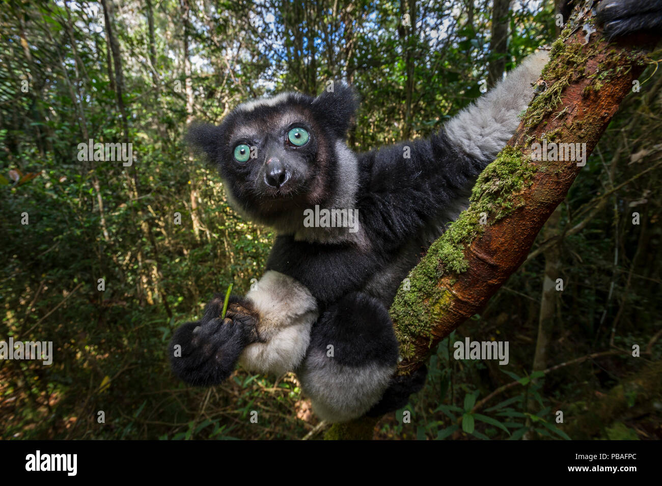 Indri (Indri indri) feeding on fresh leaves / shoots in the rainforest ...