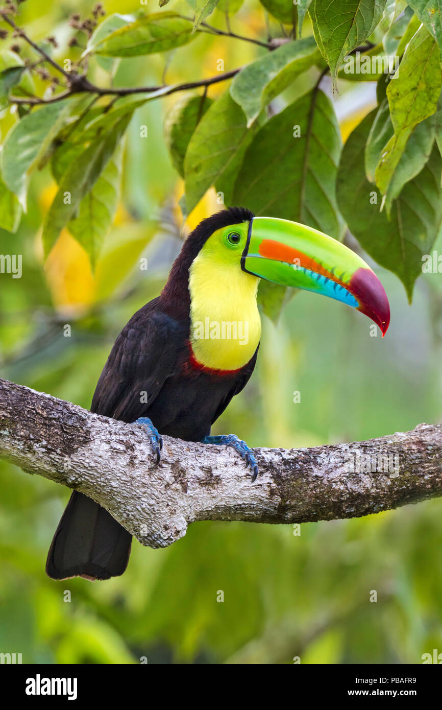Keel-billed toucan (Ramphastos sulfuratus) adult sitting in rainforest ...