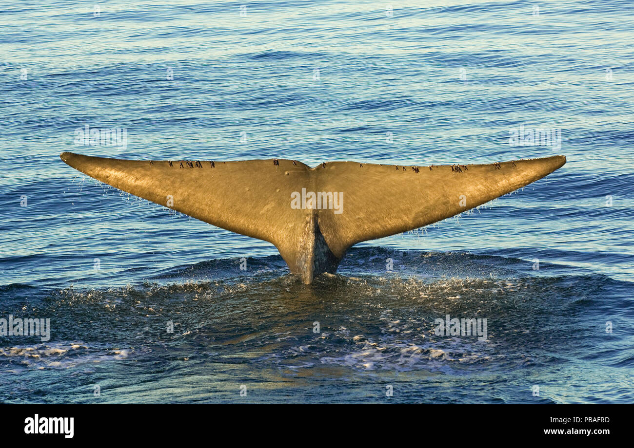 Blue whale (Balaenoptera musculus) fluking / diving, Sea of Cortez ...