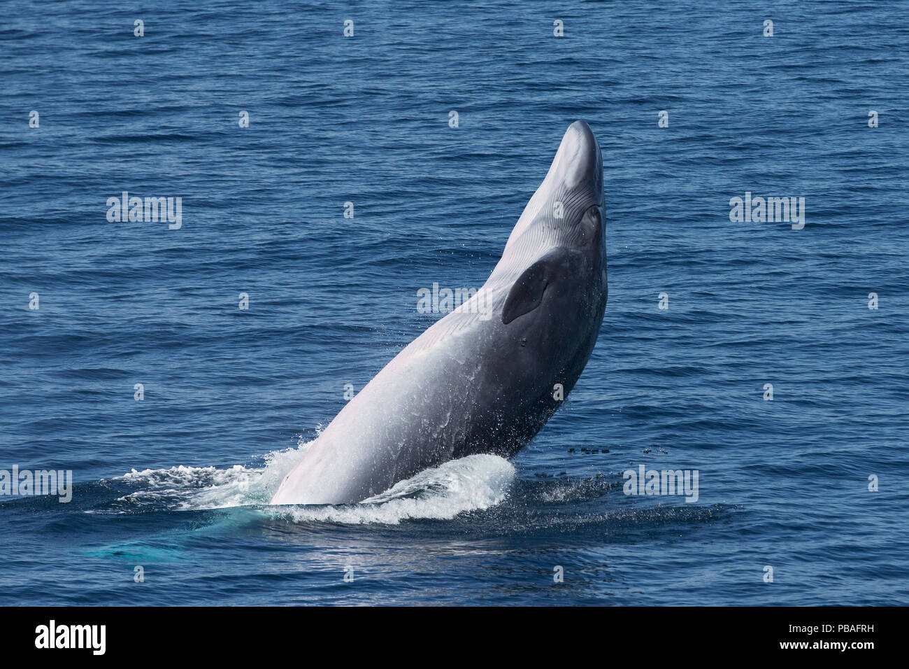 Bryde's / Tropical whale (Balaenoptera edeni) breaching, Sea of Cortez ...