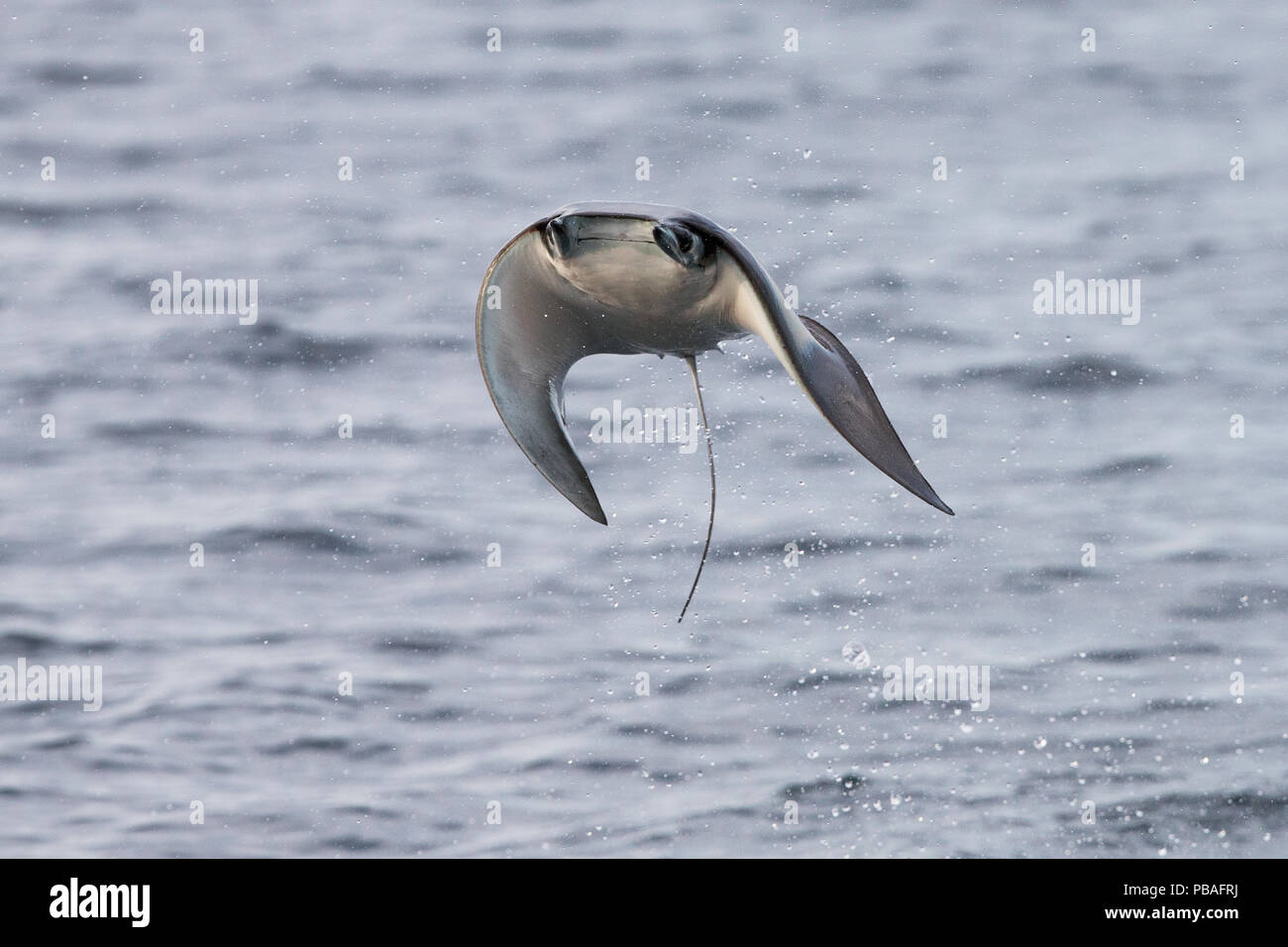 Munks pygmy devil rays hi-res stock photography and images - Alamy