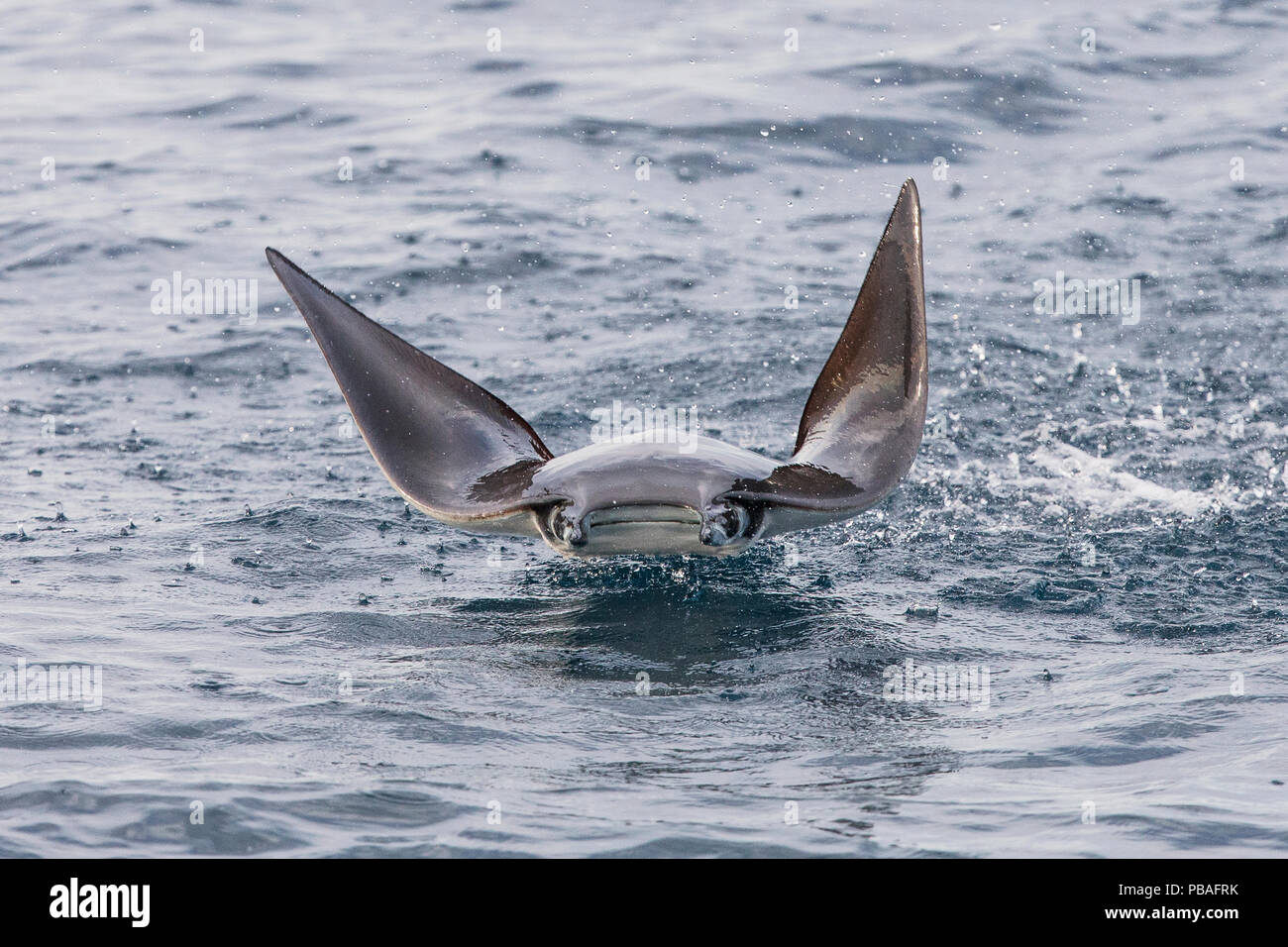 Munks pygmy devil rays hi-res stock photography and images - Alamy