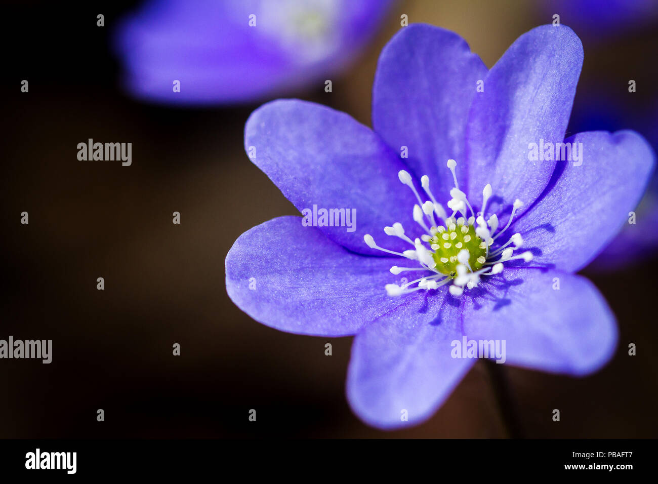 First fresh blue violets in the forest. Blue spring wildflowers ...