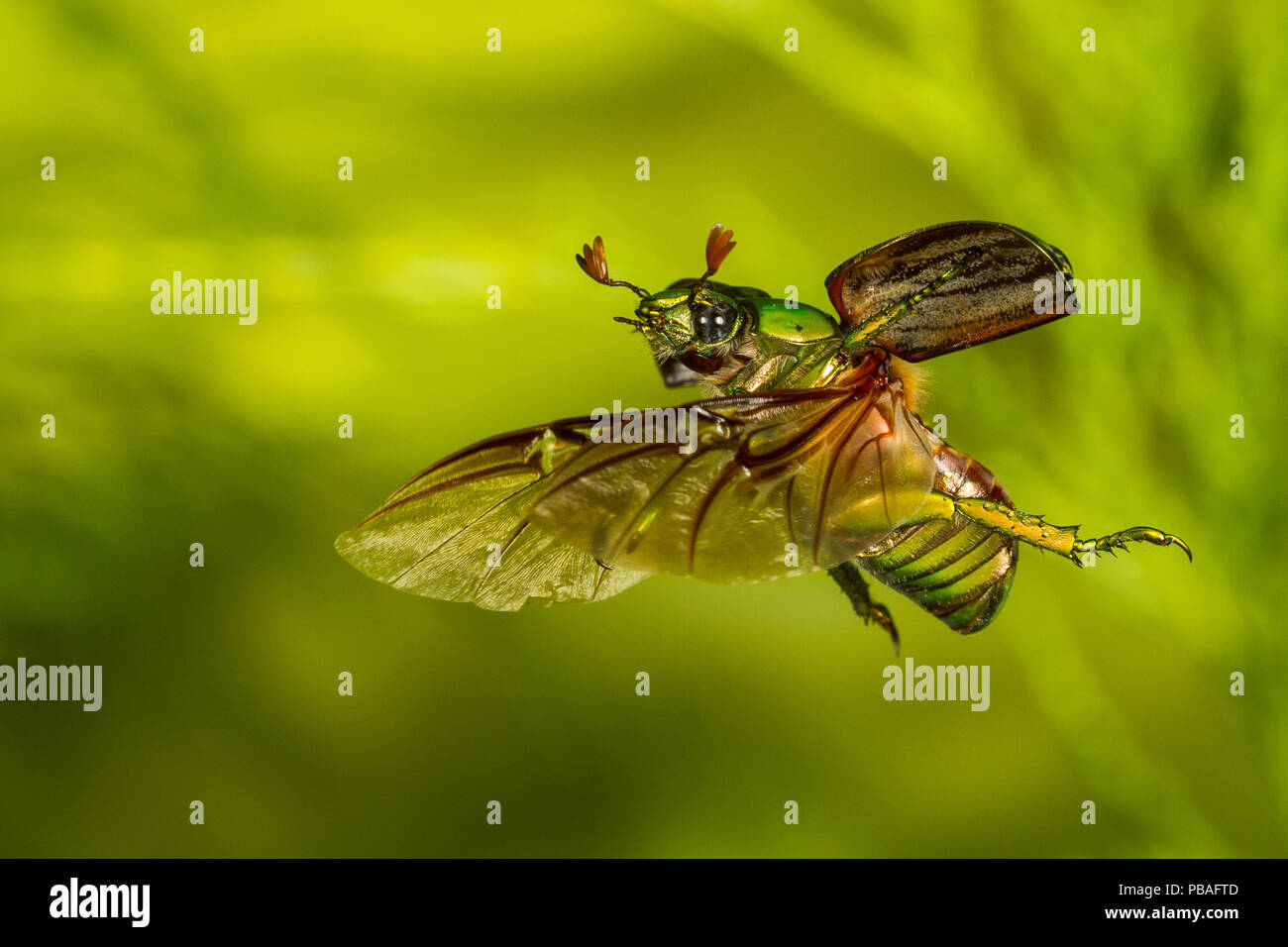 Glorious scarab (Chrysina gloriosa) flying, Brewster County, Texas, USA ...