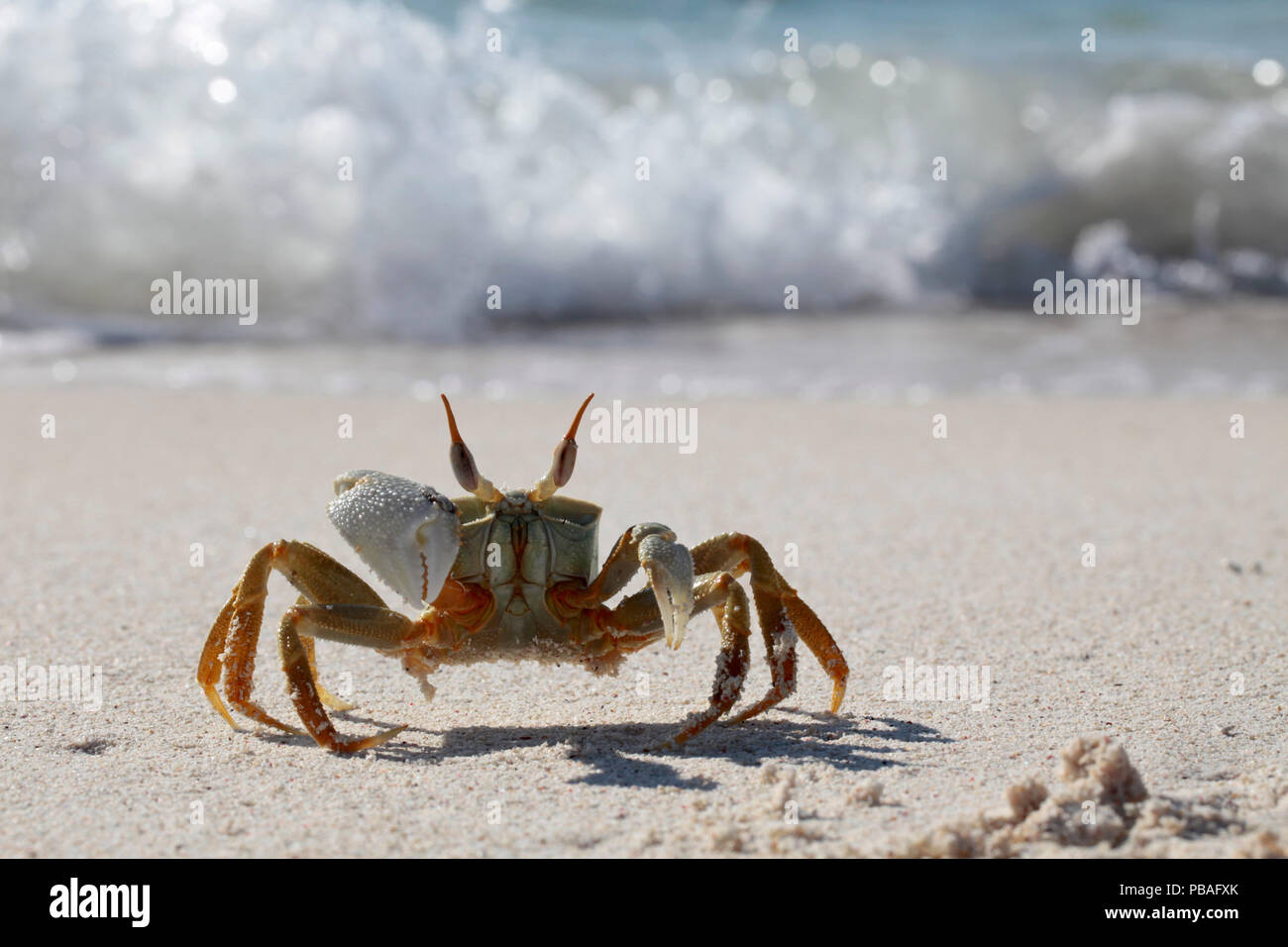 Ocypode sp hi-res stock photography and images - Alamy