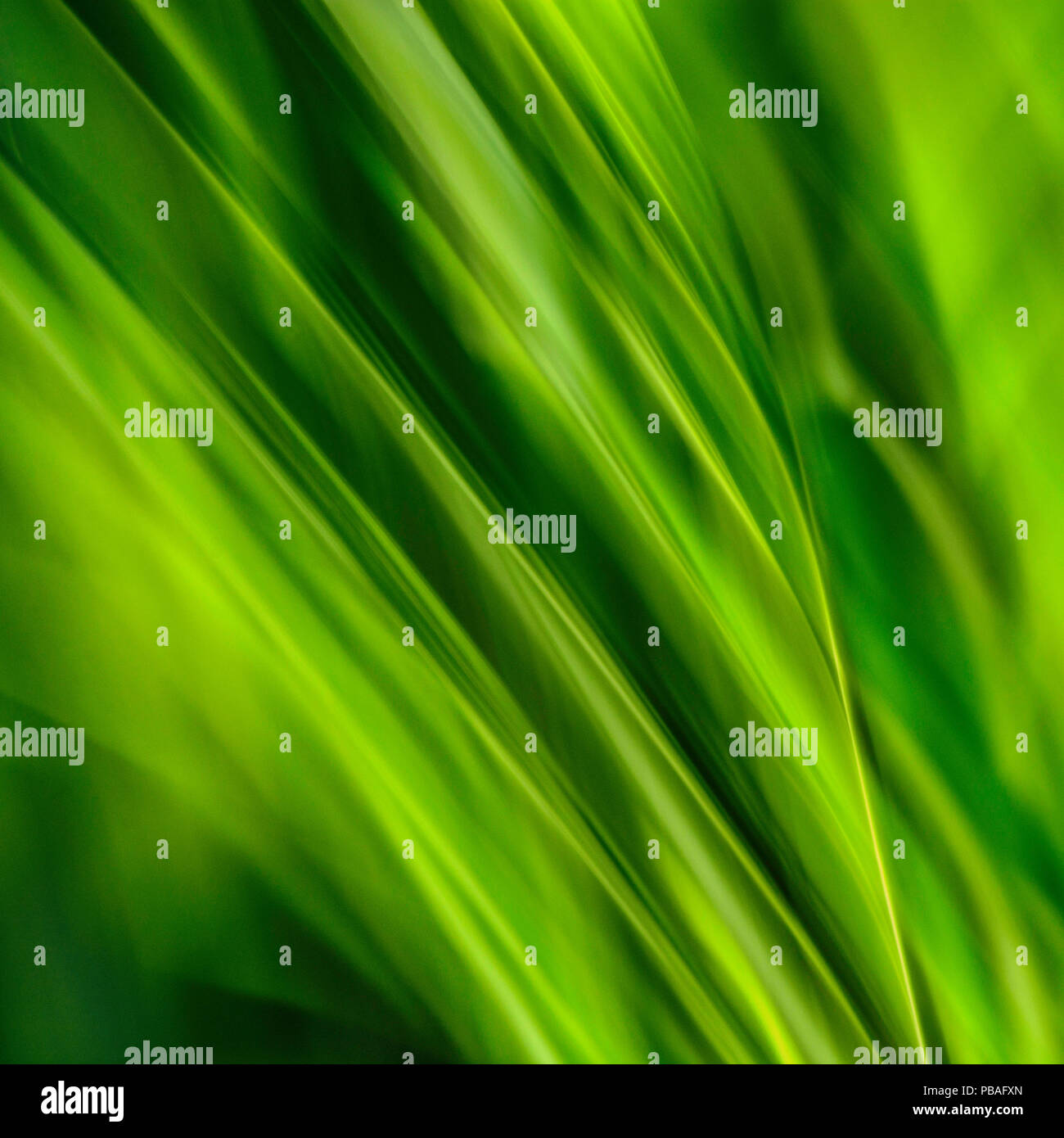 Abstract Impressionist photo of palm fronds Stock Photo - Alamy