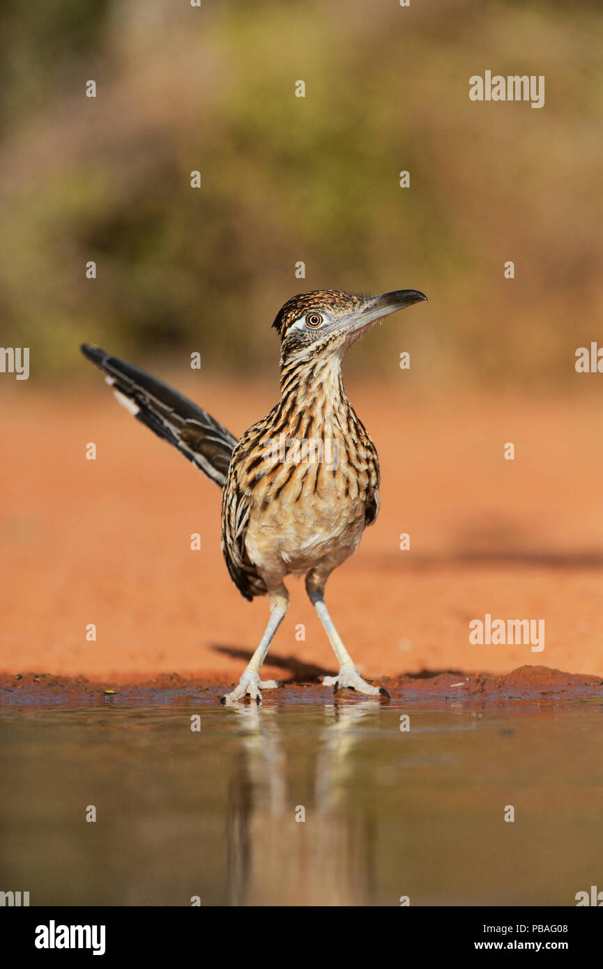 Greater roadrunner (Geococcyx californianus), adult drinking, Rio ...