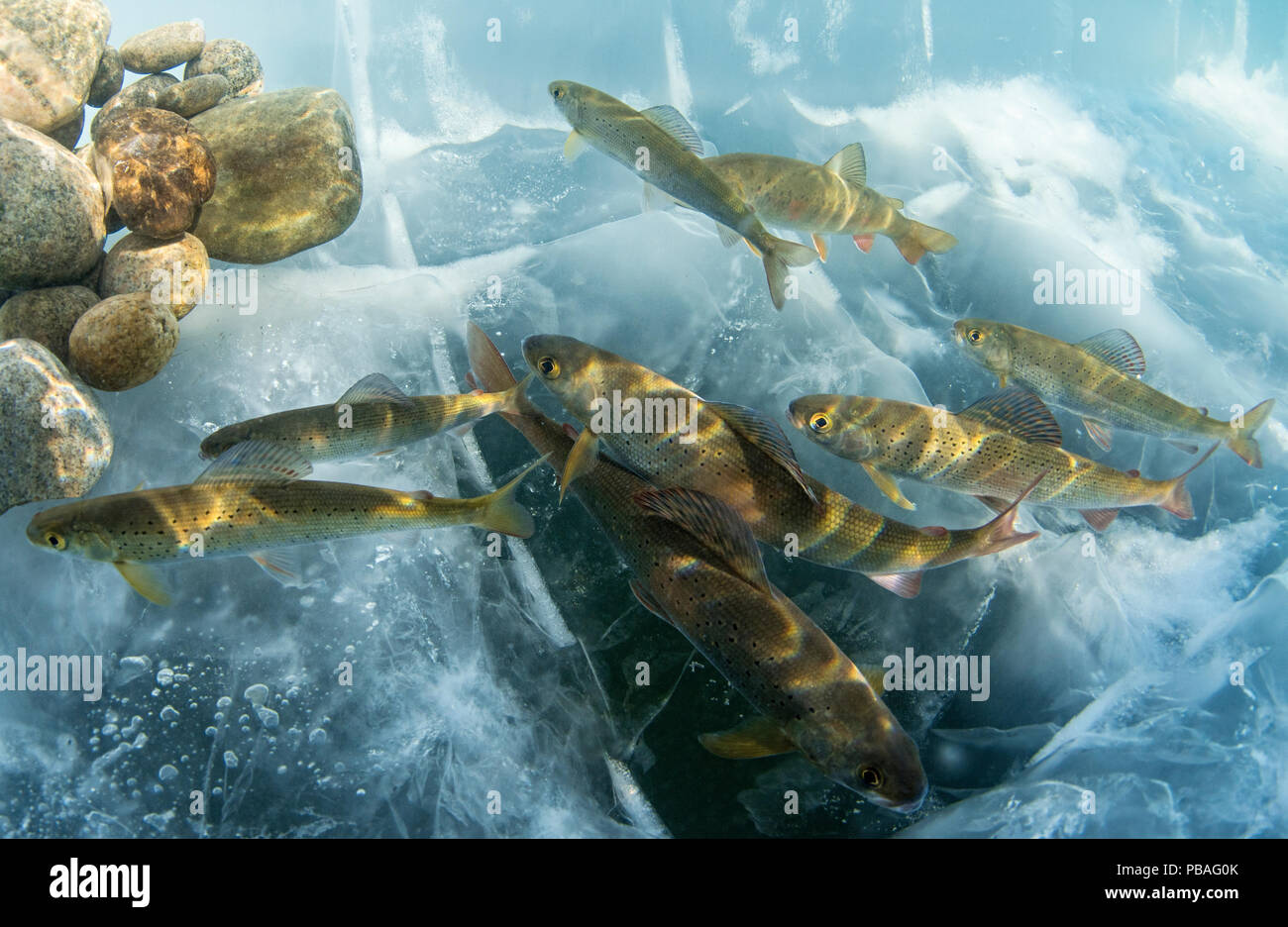 Lenok hi-res stock photography and images - Alamy