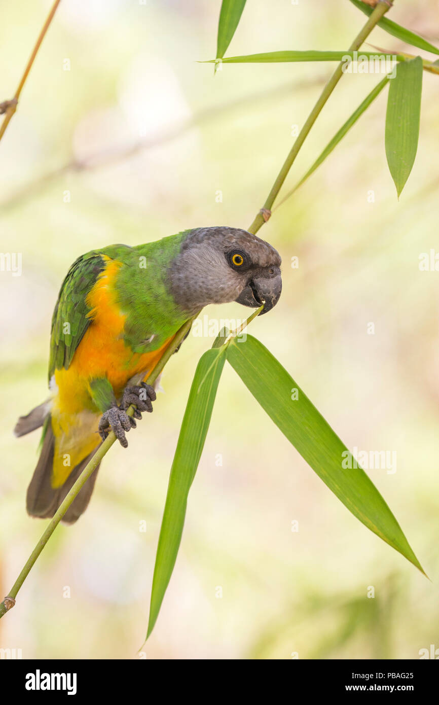 Senegal parrot hi-res stock photography and images - Alamy