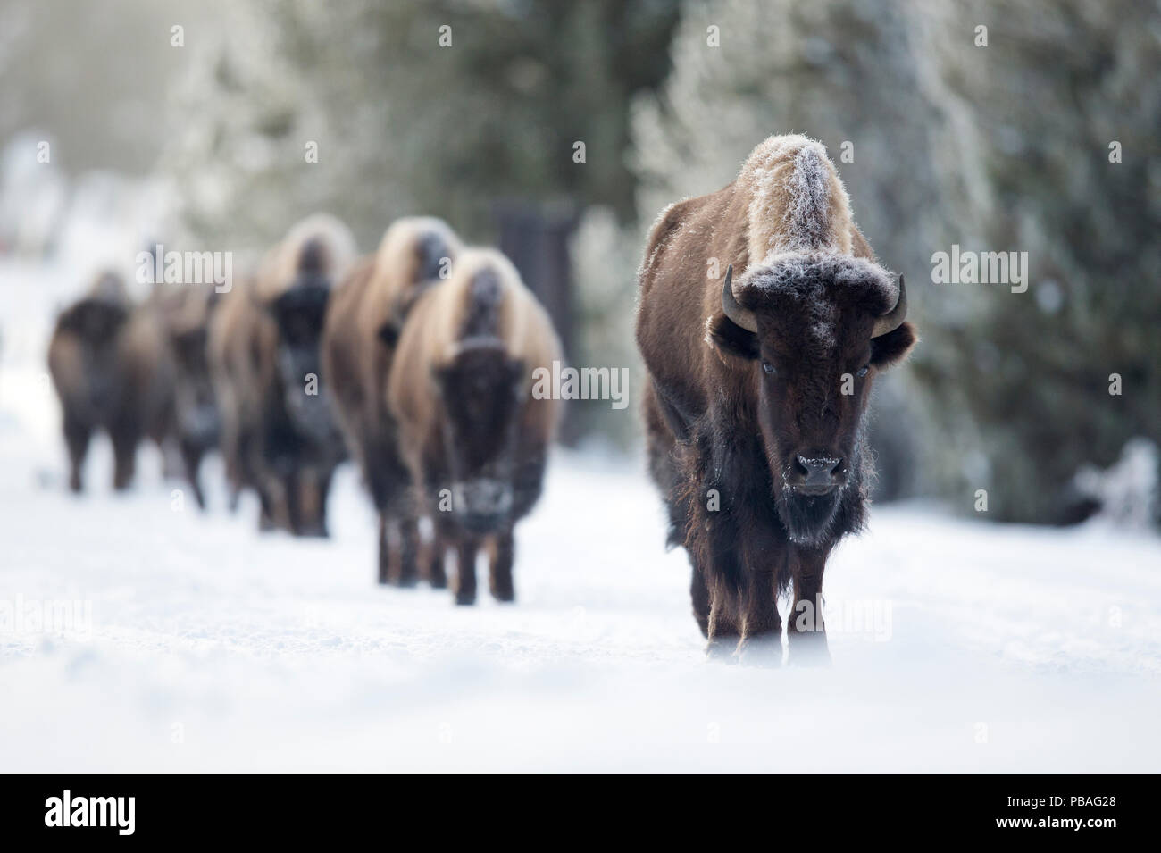 Bison Bison Herd Walking High Resolution Stock Photography and Images ...
