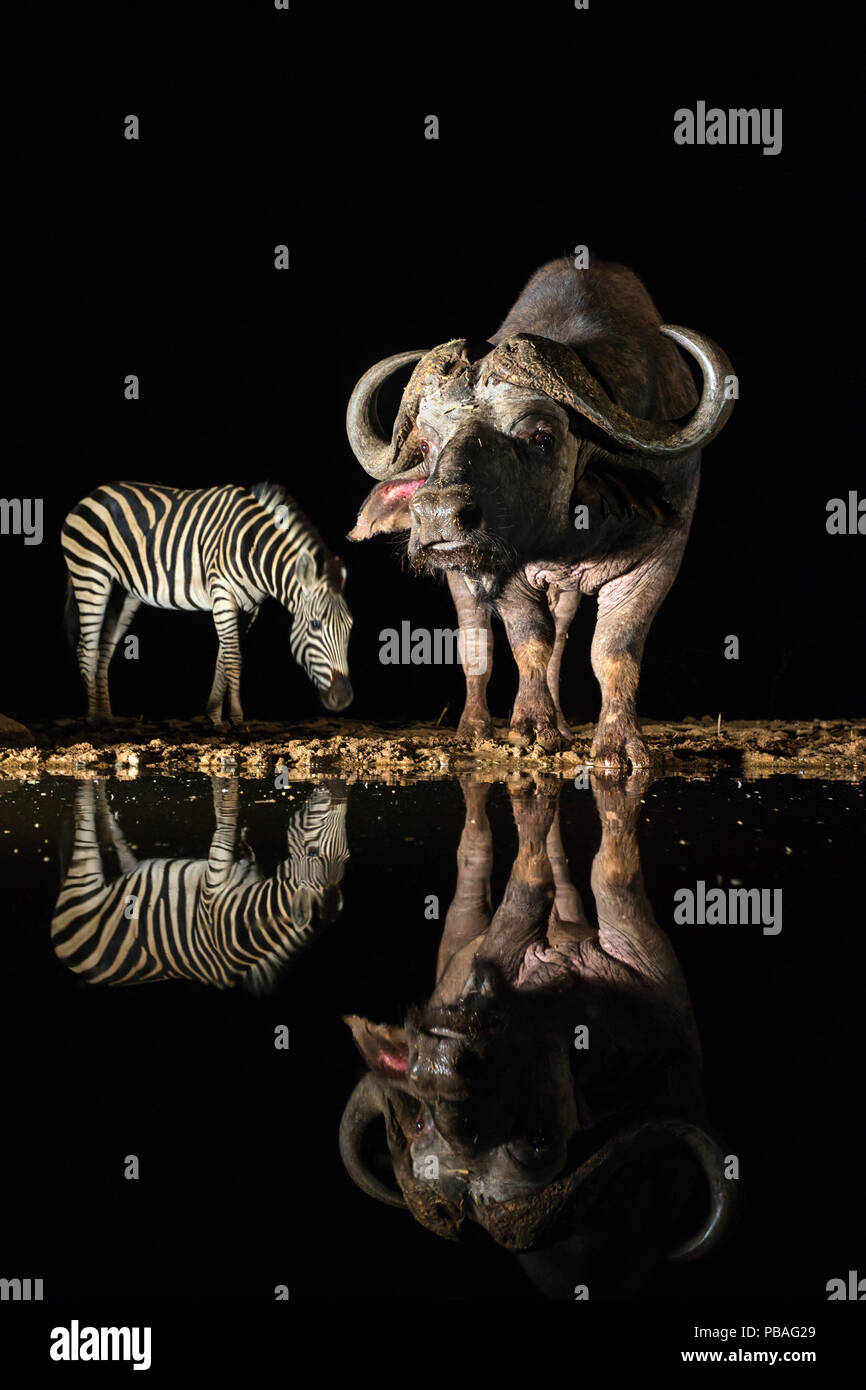 Plains zebra night water hi-res stock photography and images - Alamy